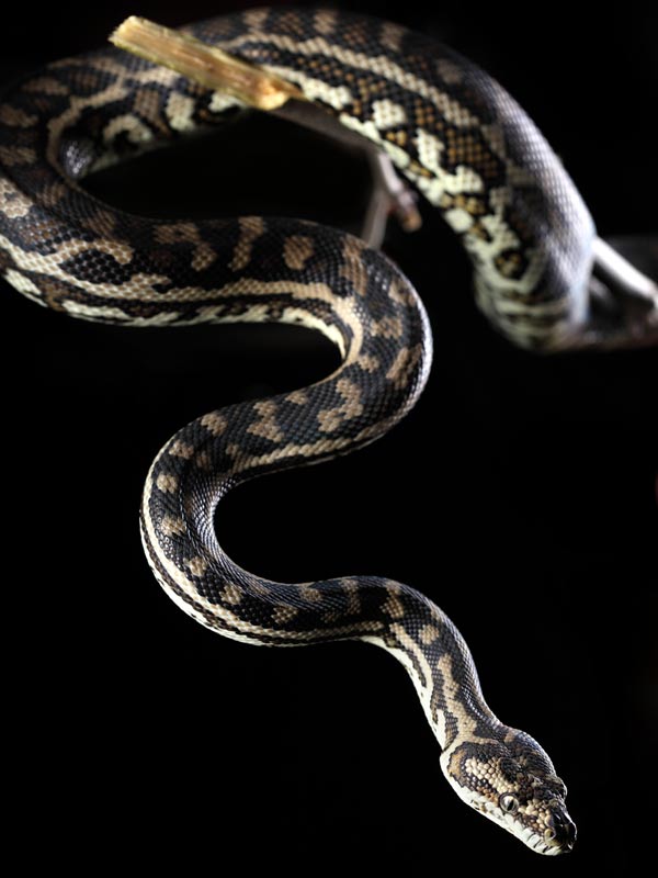 Beautiful Pet Photography in Perth Western Australia - Archer Imagery