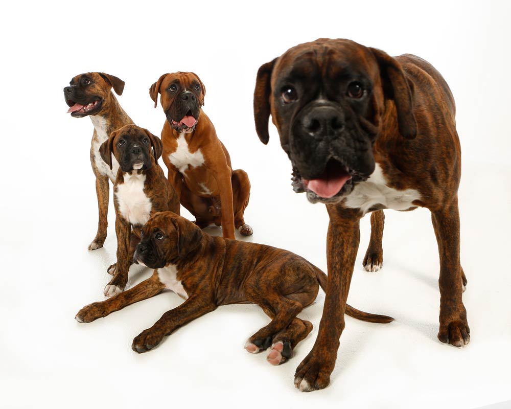 Beautiful Pet Photography in Perth Western Australia - Archer Imagery